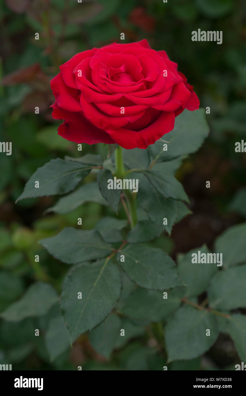 Red rose (Rosa sp) in full bloom growing in greenhouse on commercial ...