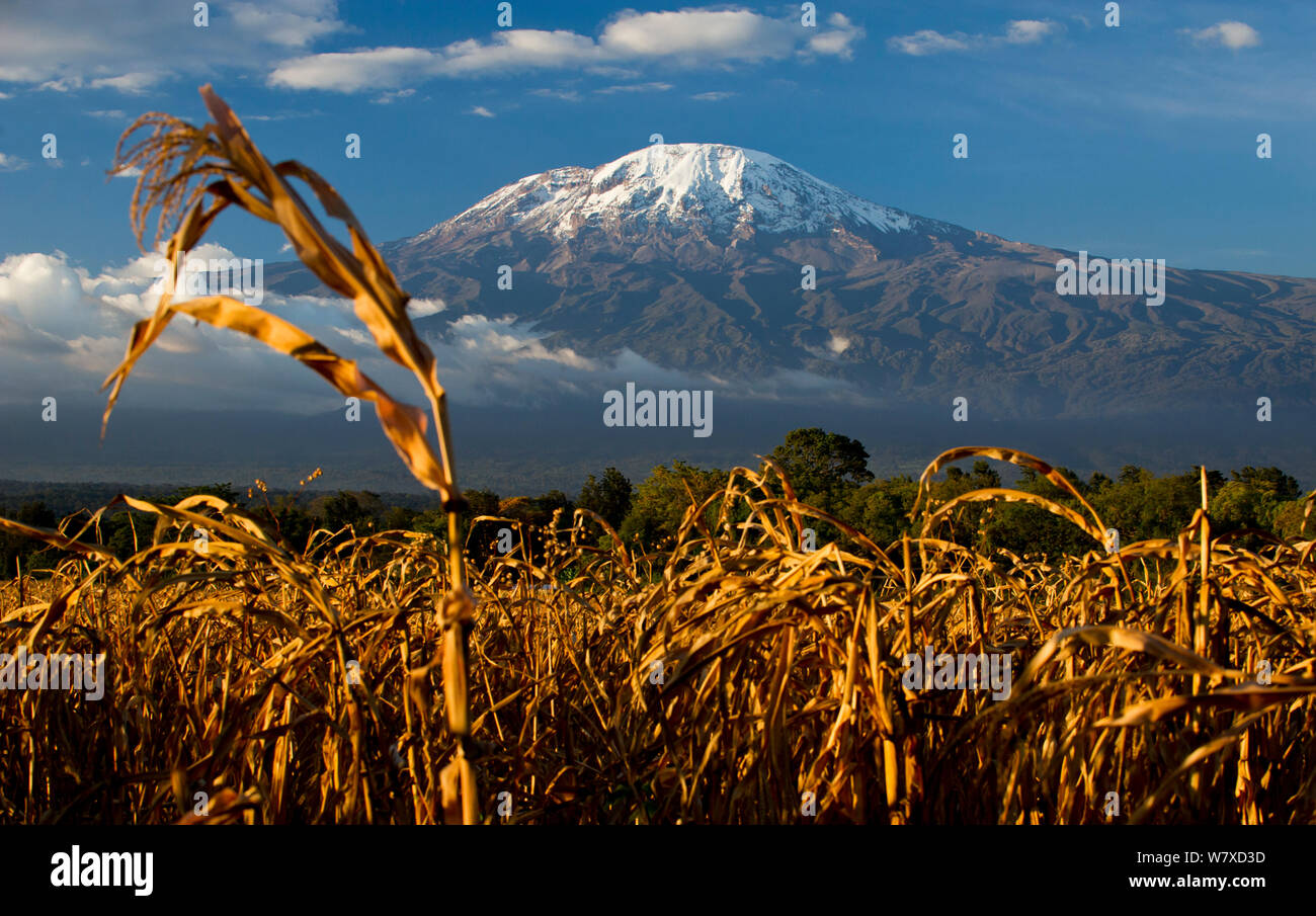 African maize hi-res stock photography and images - Alamy