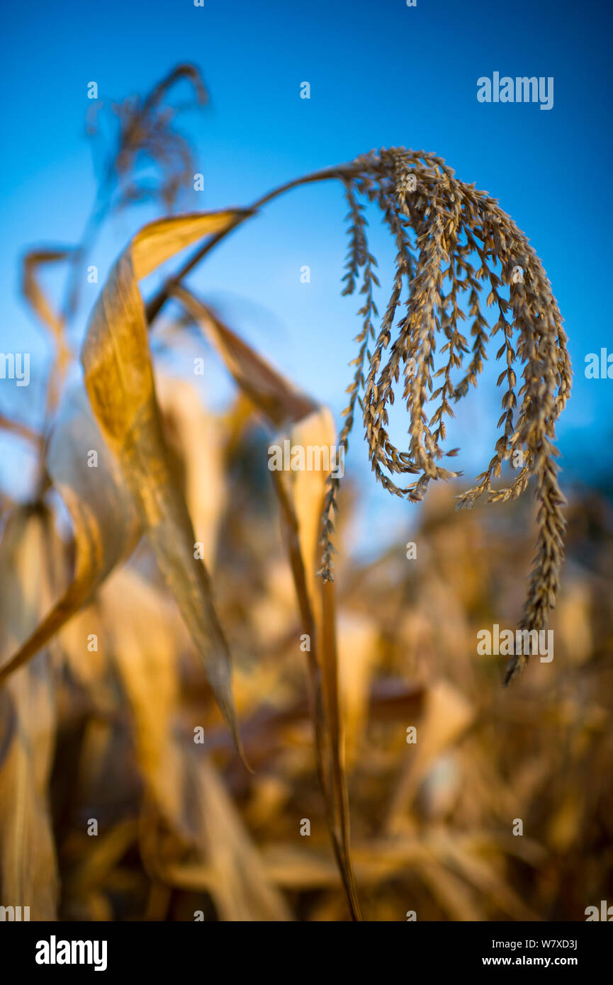 Dried Maize (Zea mays) tassel, commercial farm, Tanzania, Africa Stock ...