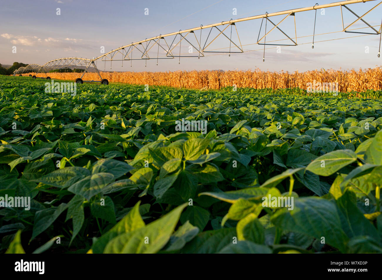 Maize legume field hi-res stock photography and images - Alamy