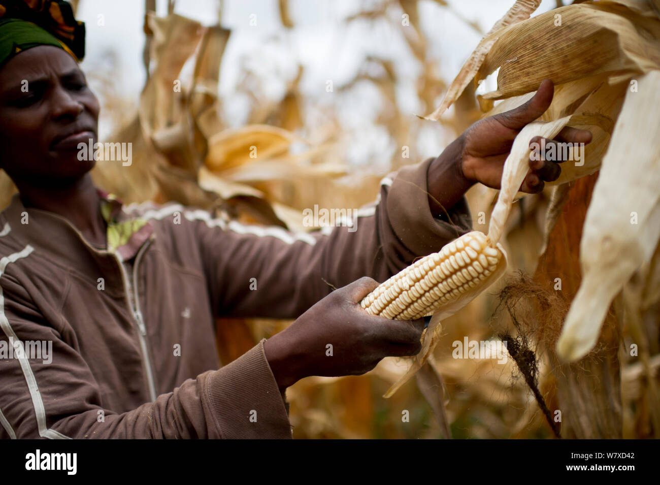 Harvesting corn africa hi-res stock photography and images - Alamy