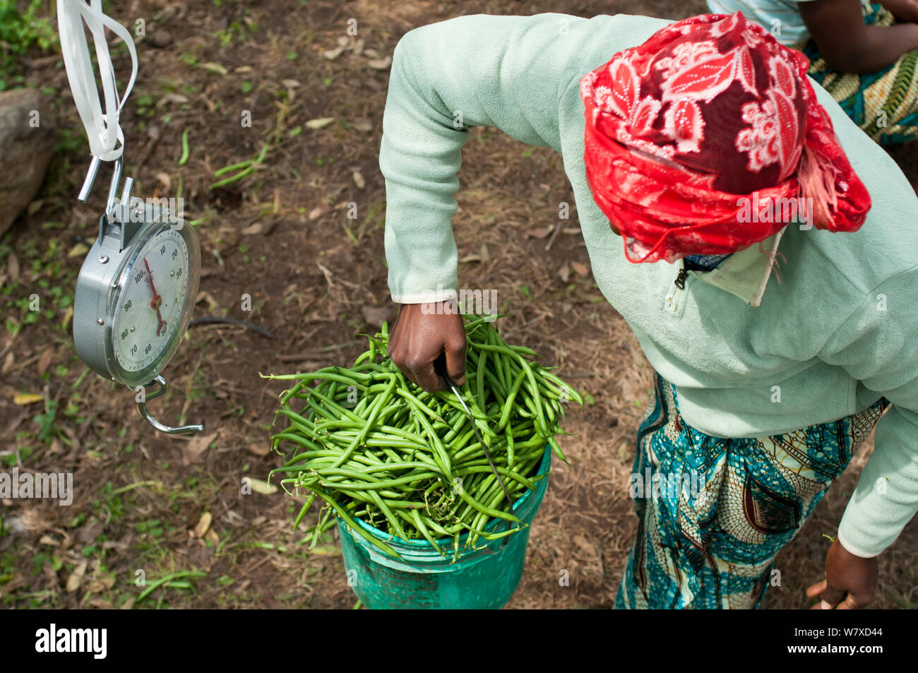 Weighing buckets hi-res stock photography and images - Alamy