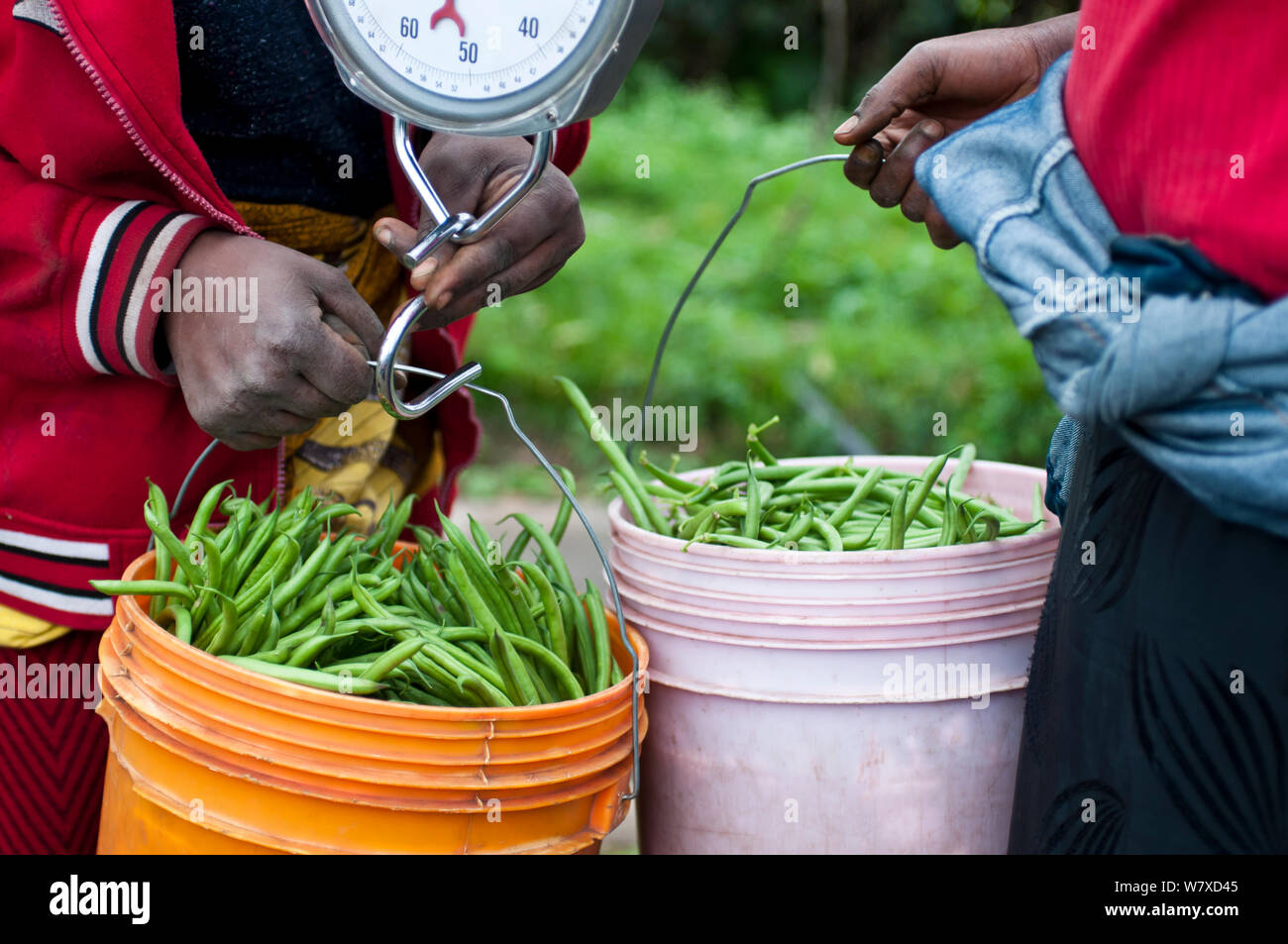 Weighing buckets hi-res stock photography and images - Alamy