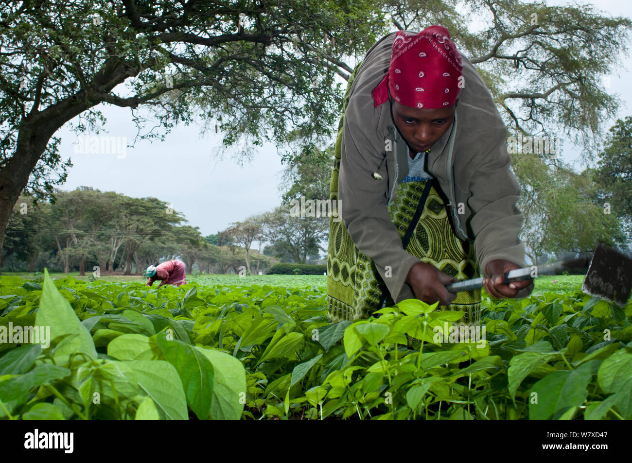 African women working in the fields hi-res stock photography and images ...