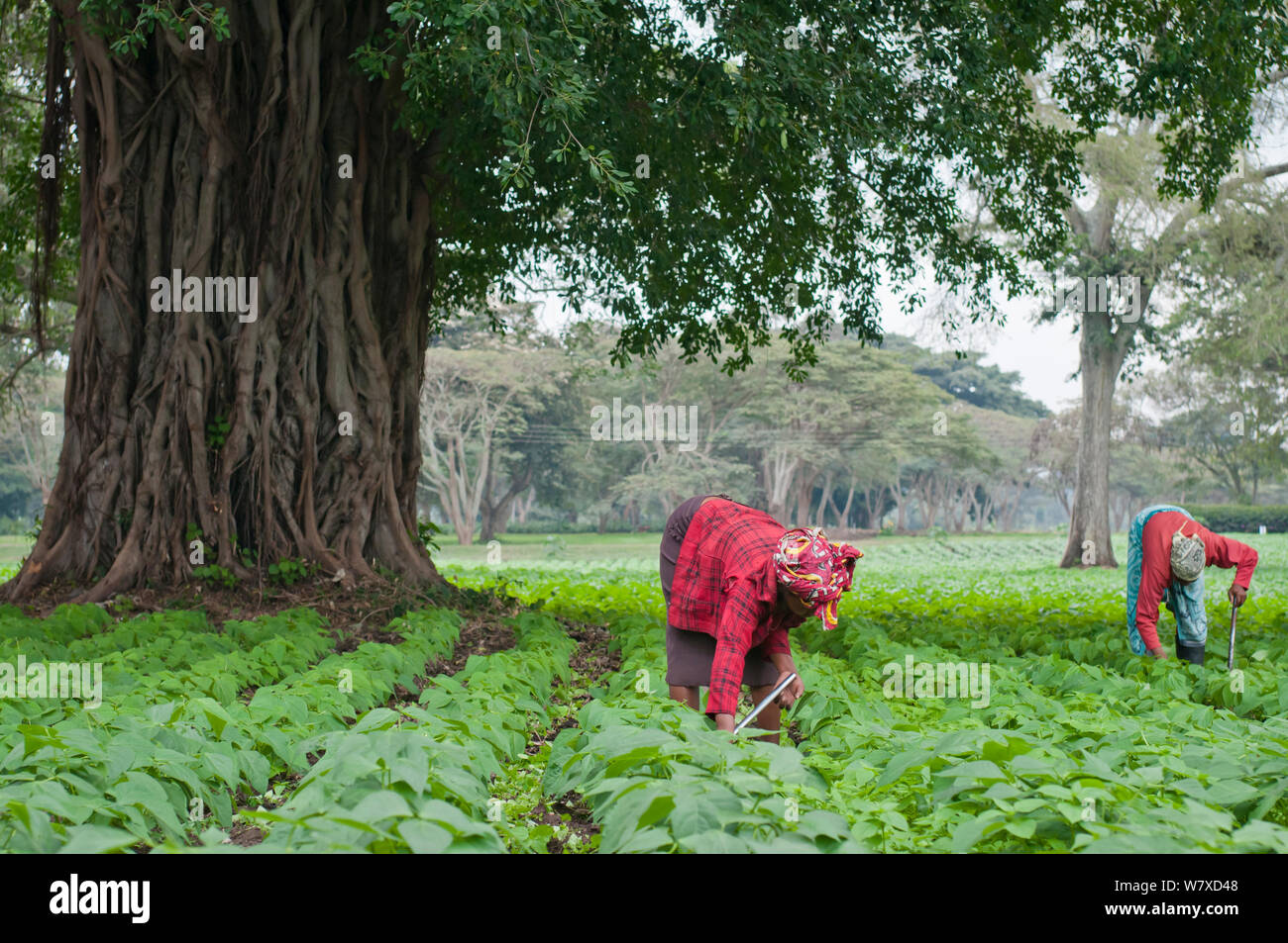 African woman farm labour hi-res stock photography and images - Alamy