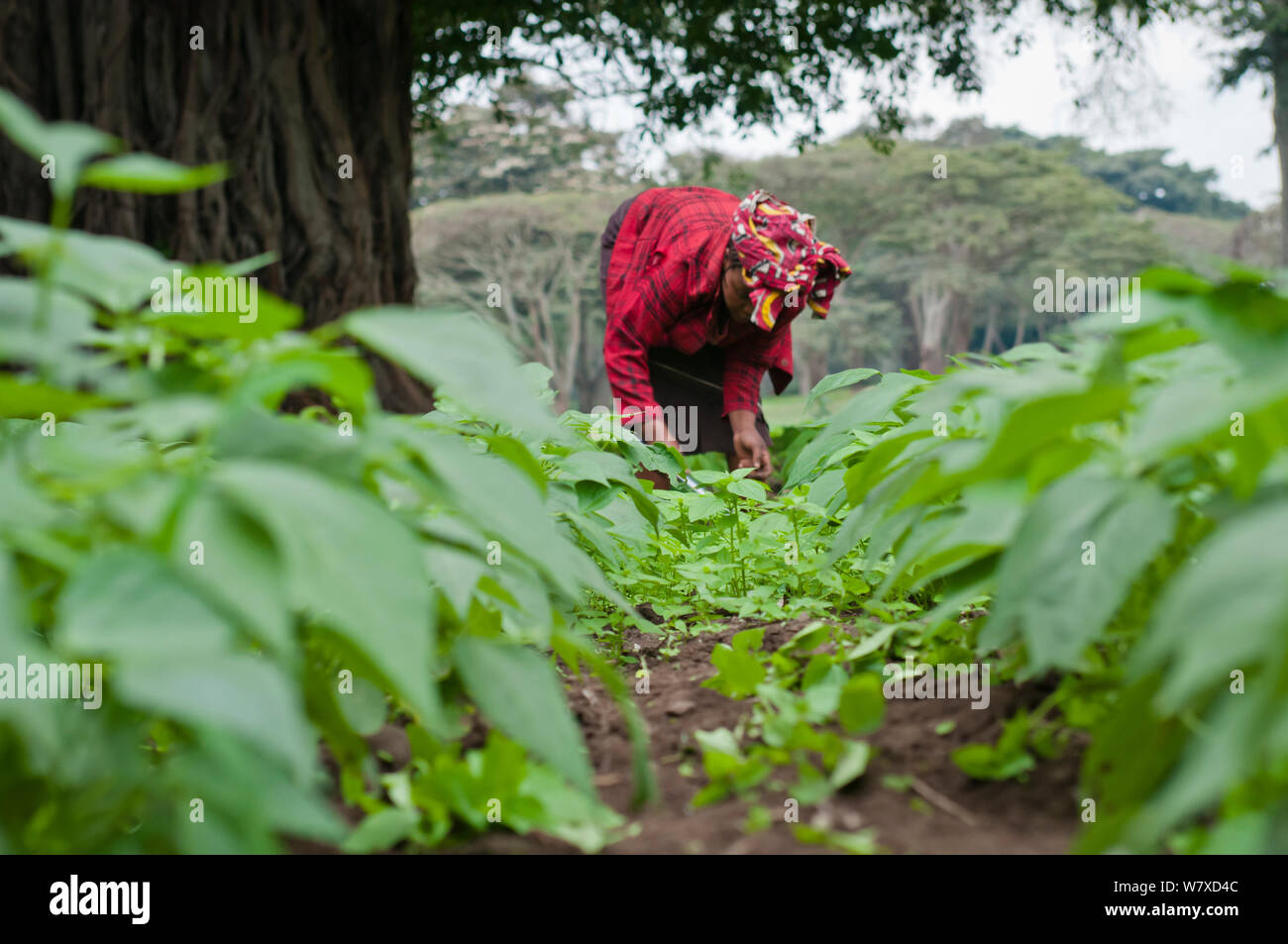 African woman weeding hi-res stock photography and images - Alamy