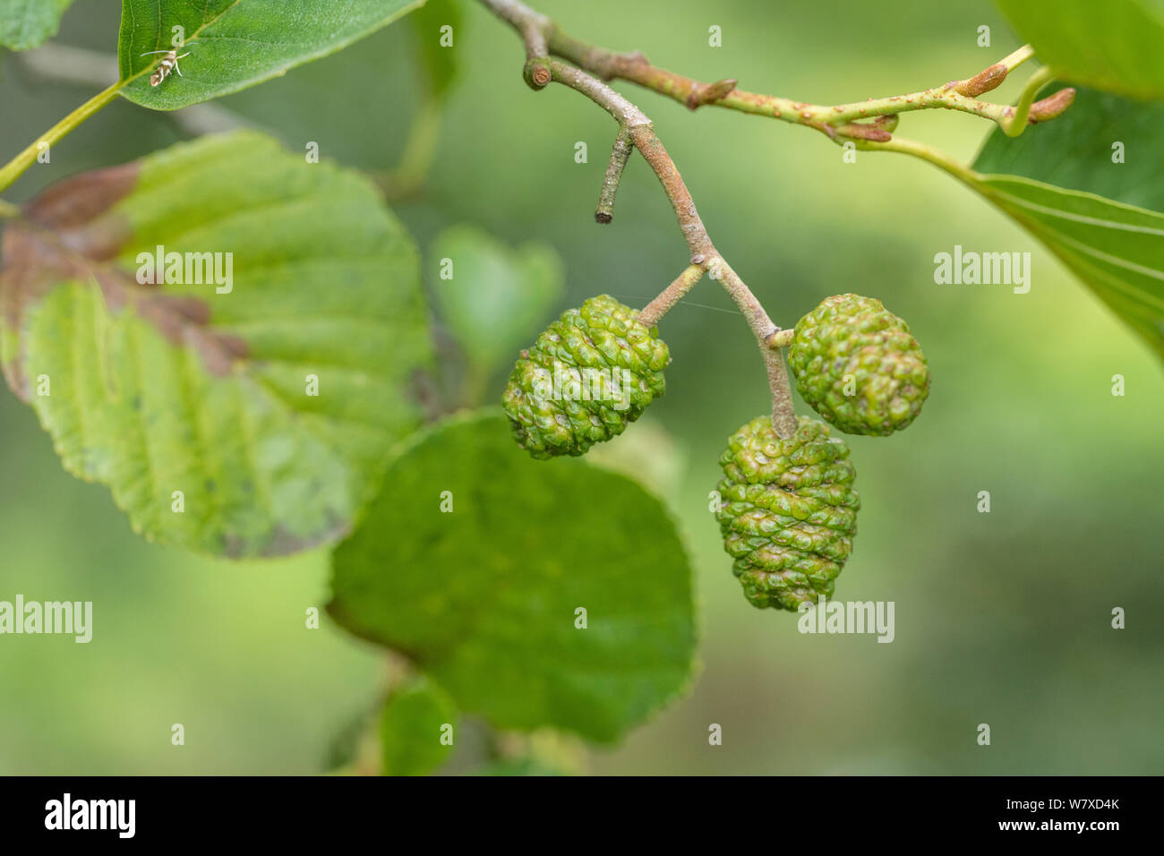 Aliso comun hi-res stock photography and images - Alamy