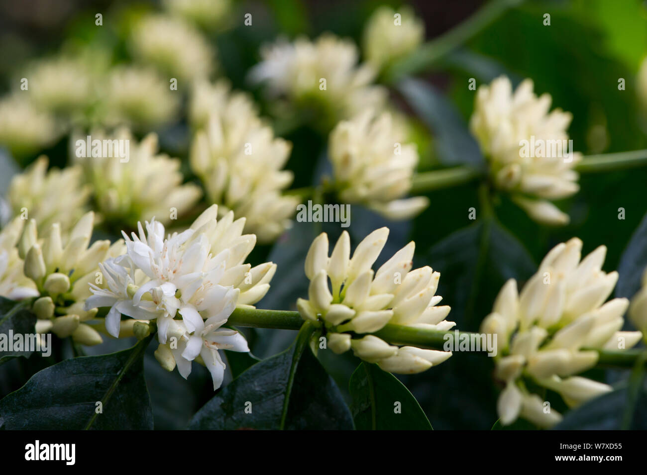 Coffee (Coffea arabica) shrub flowering. Commercial coffee farm ...