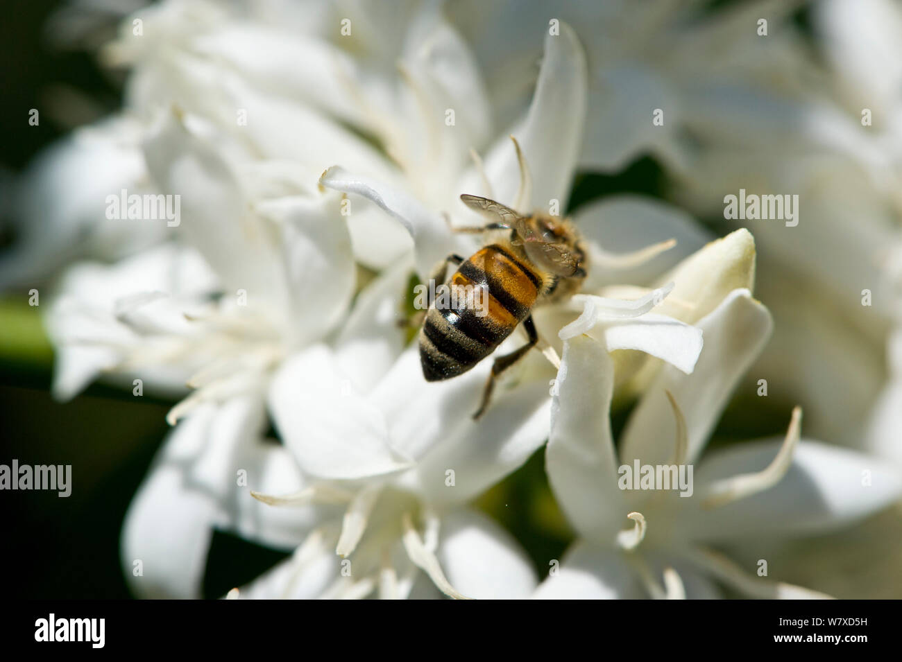 African bee (Apis mellifera scutellata) on flower of Coffee (Coffea ...