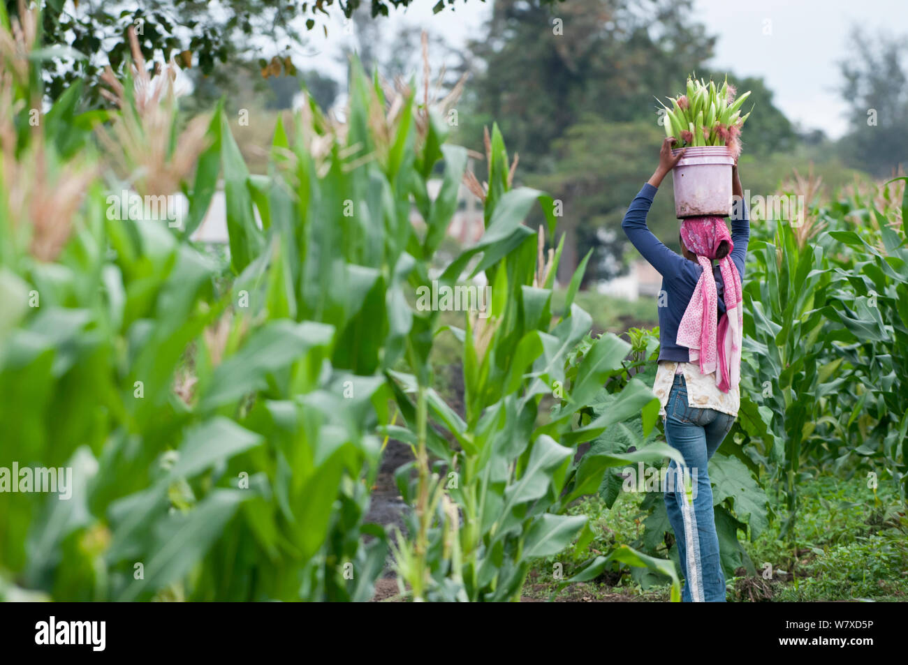 African woman carrying baby on back hi-res stock photography and images ...