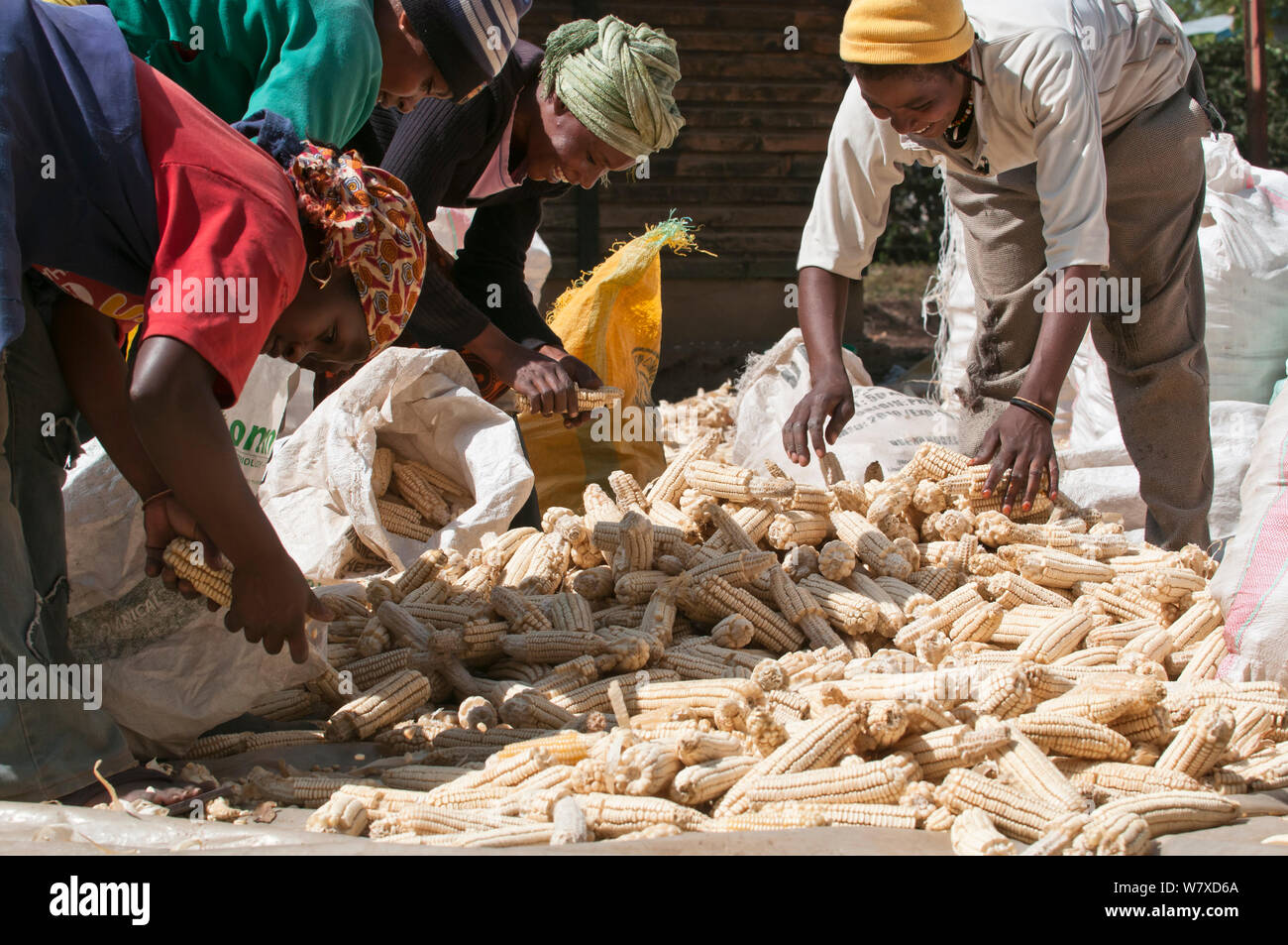 Women sorting grain hi-res stock photography and images - Alamy
