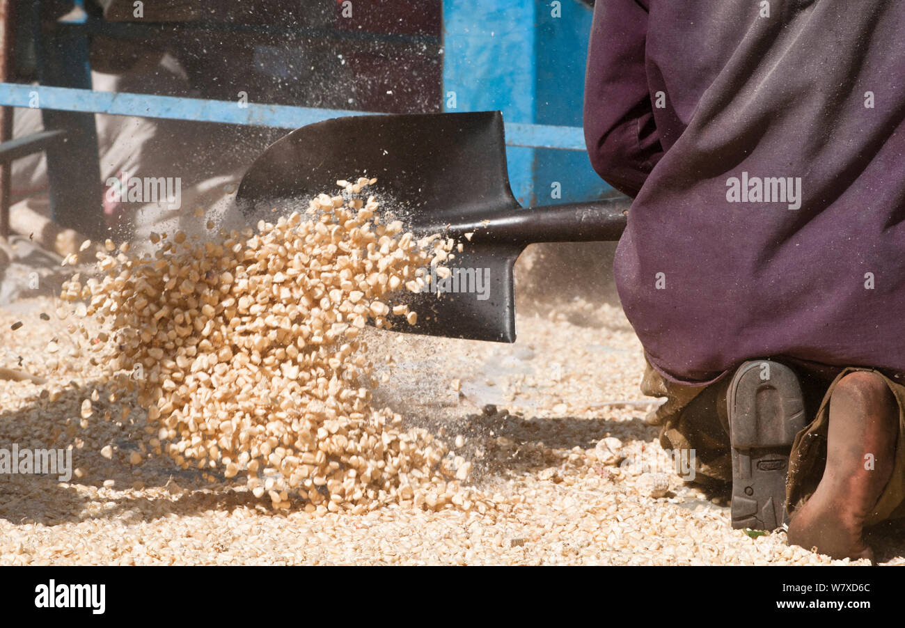 Pile Of Maize High Resolution Stock Photography and Images - Alamy