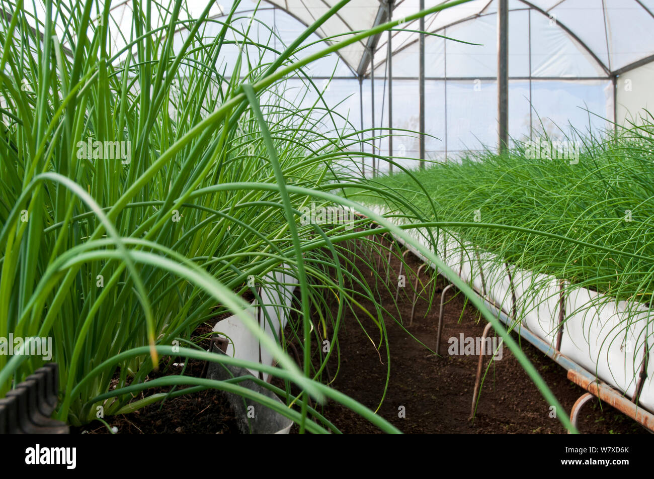 Grow Chives High Resolution Stock Photography and Images - Alamy