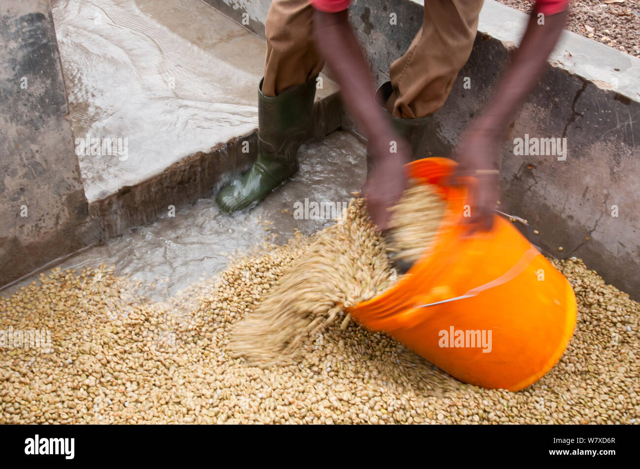 Man collecting Coffee (Coffea arabica) beans after they have been ...