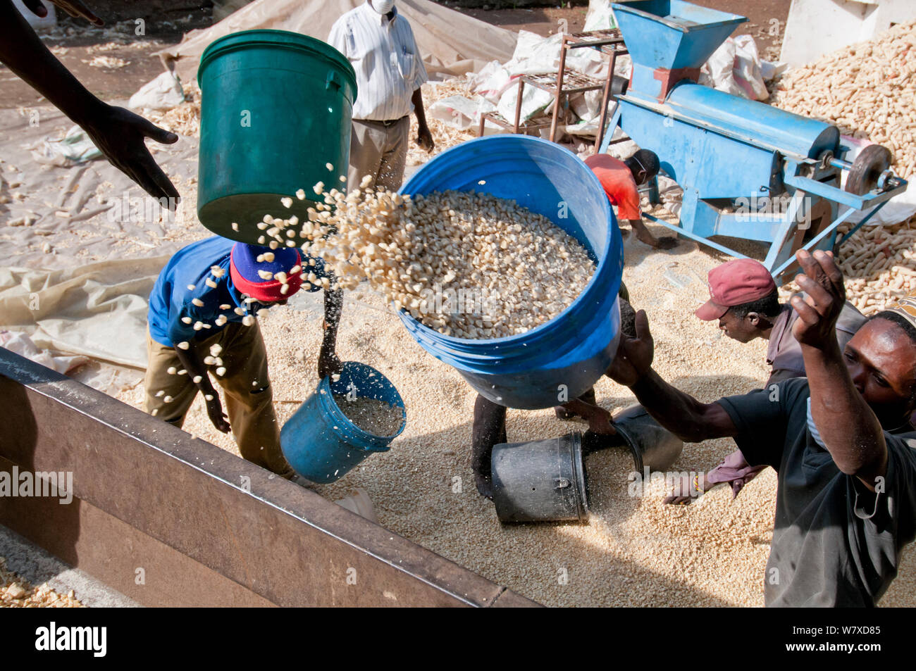 African corn farmer hi-res stock photography and images - Alamy