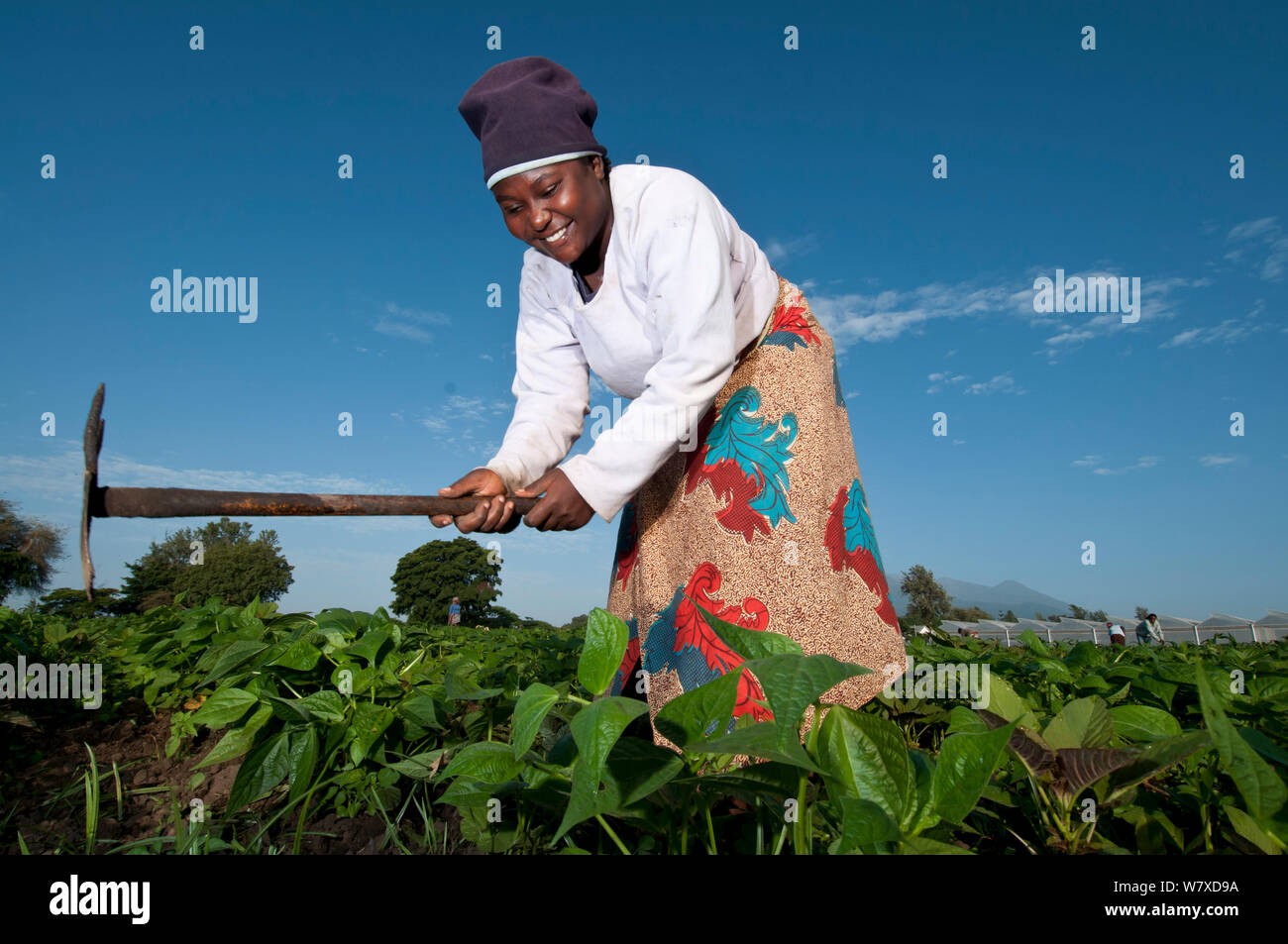 African woman farm labour hi-res stock photography and images - Alamy