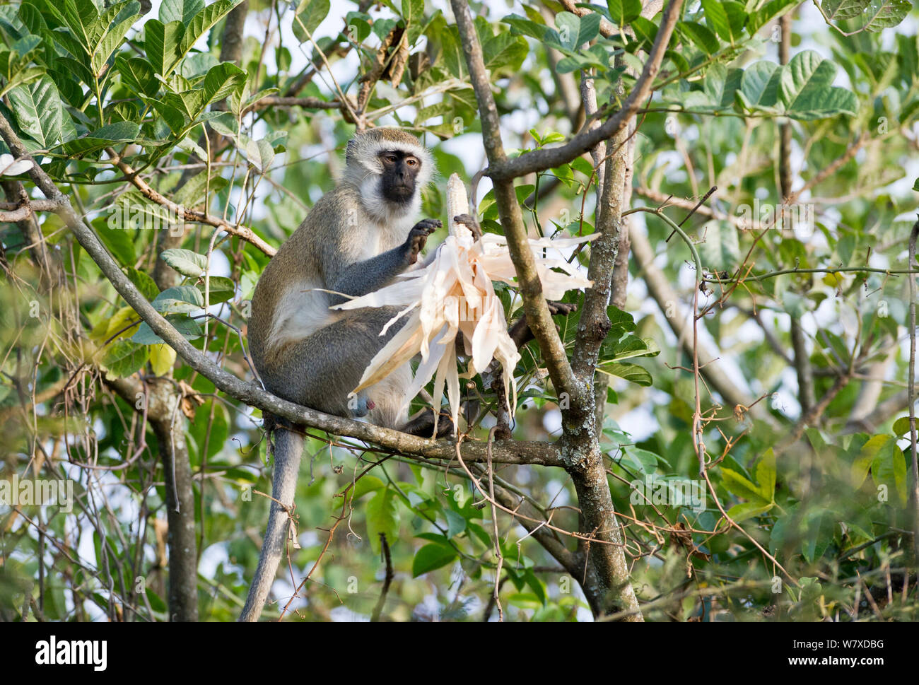 Vervet monkey (Chlorocebus pygerythrus) eating Maize (Zea mays) corn on ...