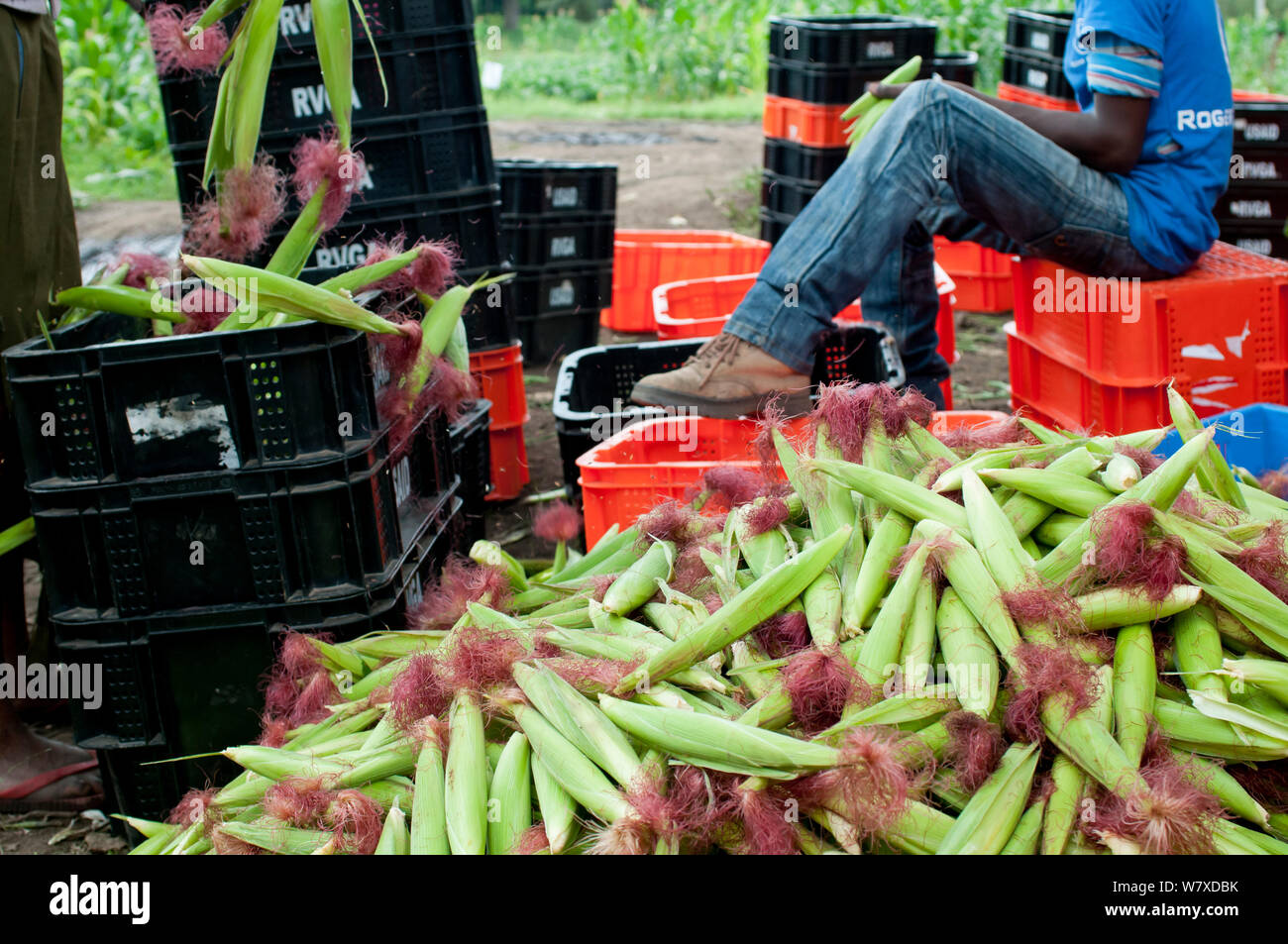 Corn packing hi-res stock photography and images - Alamy