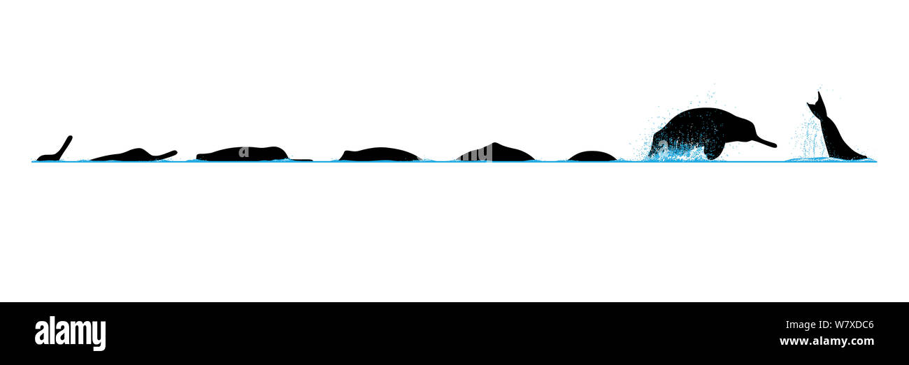 Susu dolphin hi-res stock photography and images - Alamy