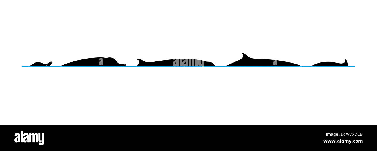 Illustration of the diving behaviour of Shepherd’s Beaked Whale ...