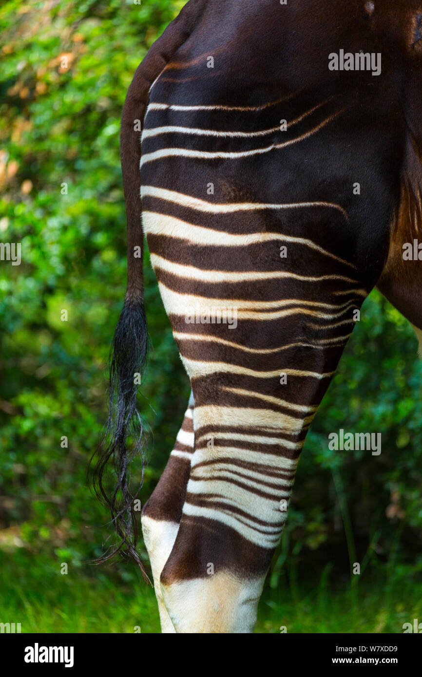 Okapi (Okapia johnstoni) close up of stripes on hind legs, captive ...