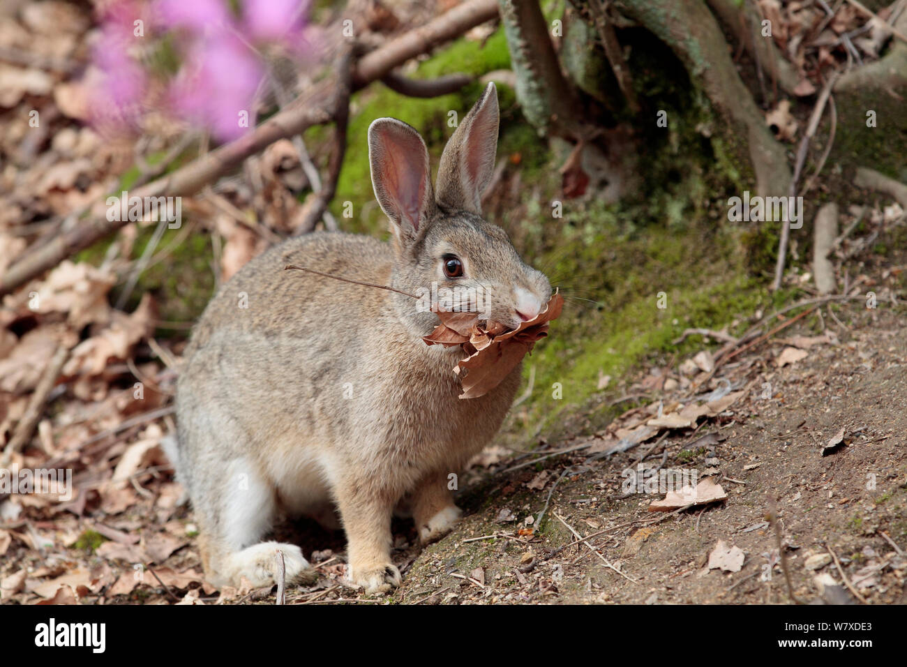 Feral domestic rabbit (Oryctolagus cuniculus) carrying nesting material ...
