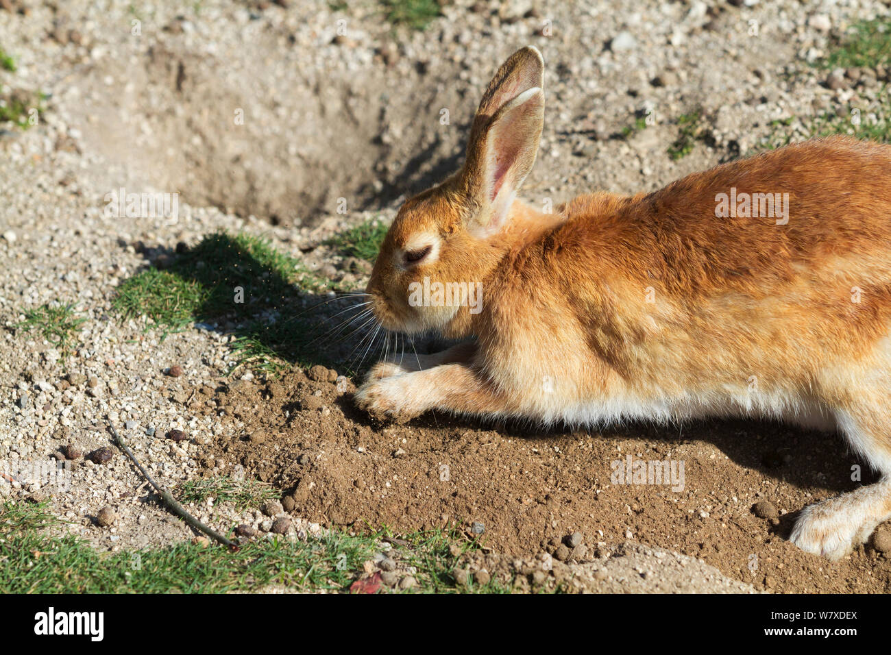 Feral domestic rabbit (Oryctolagus cuniculus) digging, Okunojima Island ...