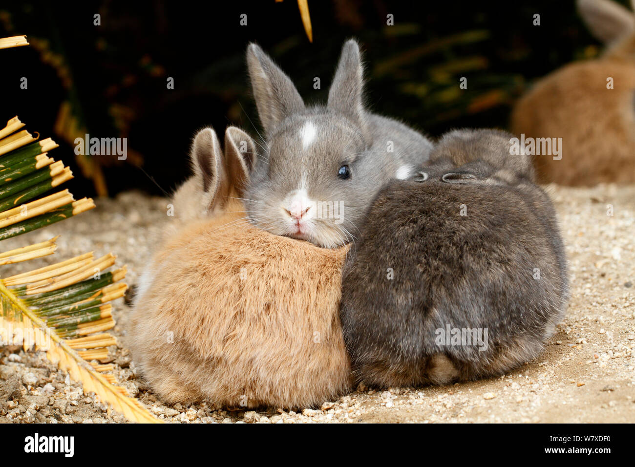 Feral domestic rabbit (Oryctolagus cuniculus) babies, Okunojima Island ...