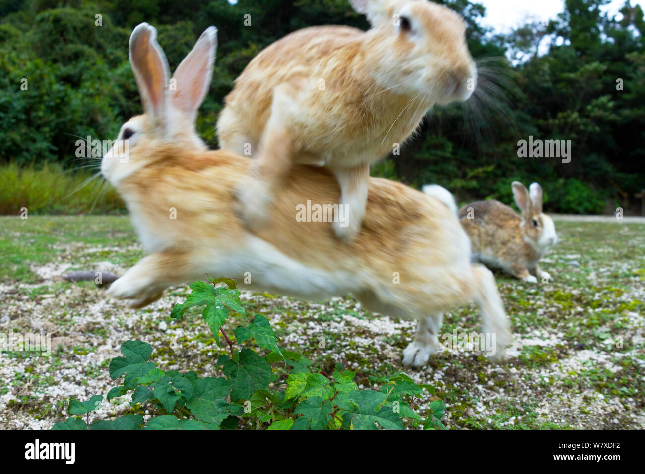 Leaping rabbit hi-res stock photography and images - Alamy