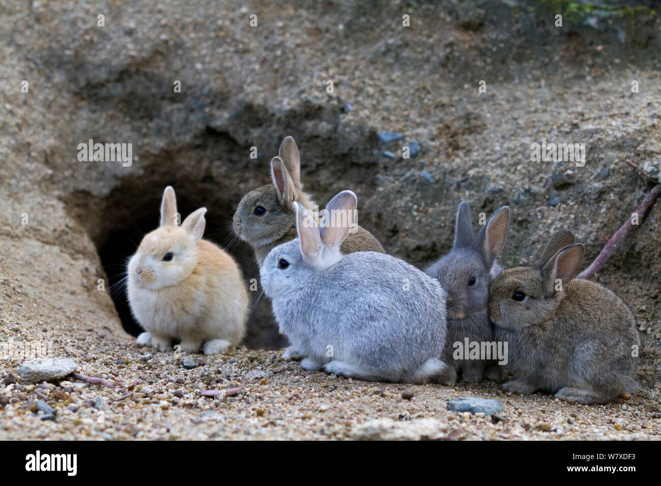 Feral domestic rabbit (Oryctolagus cuniculus) babies at burrrow ...