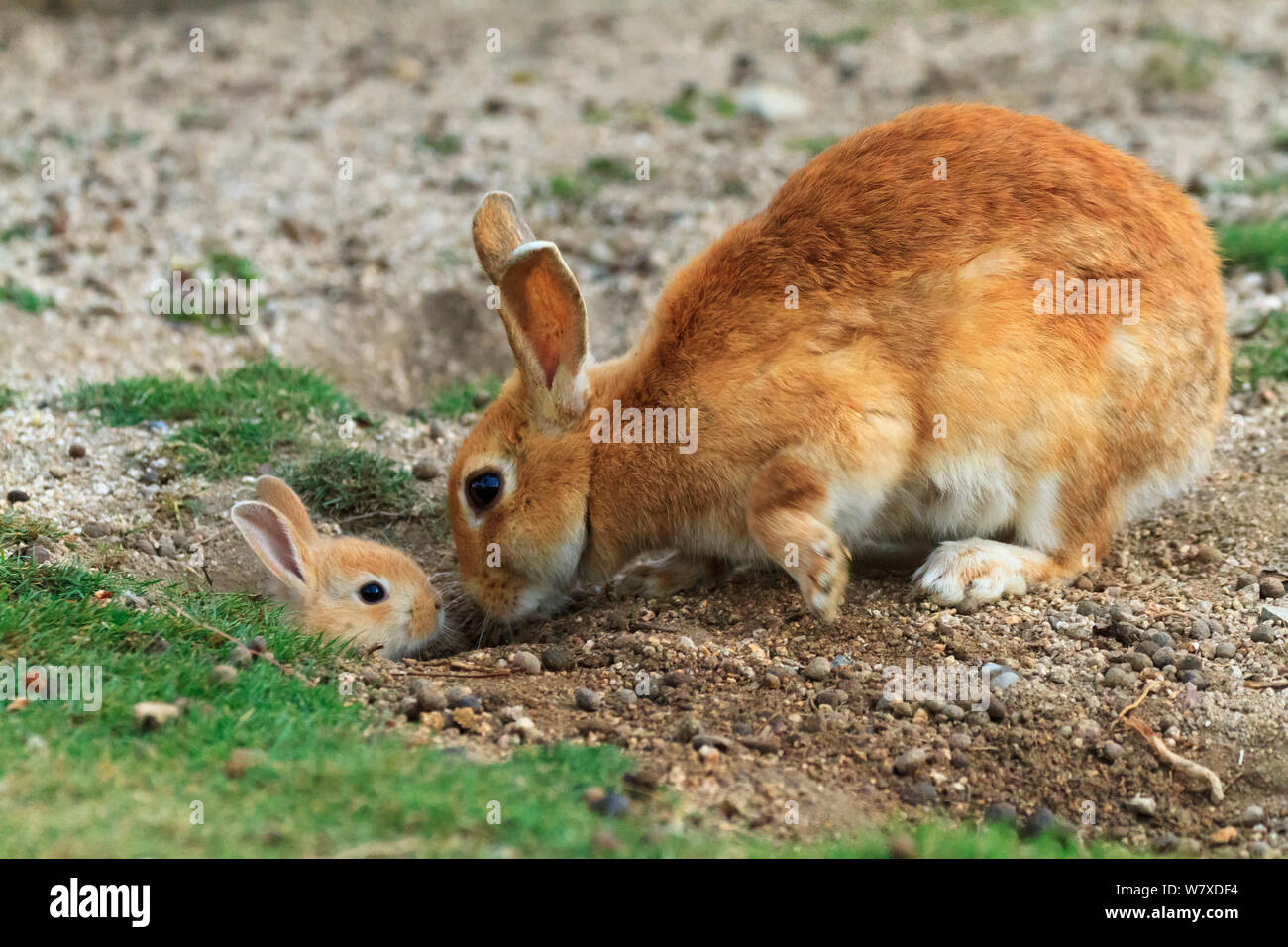 Feral domestic rabbit (Oryctolagus cuniculus) mother greeting baby ...
