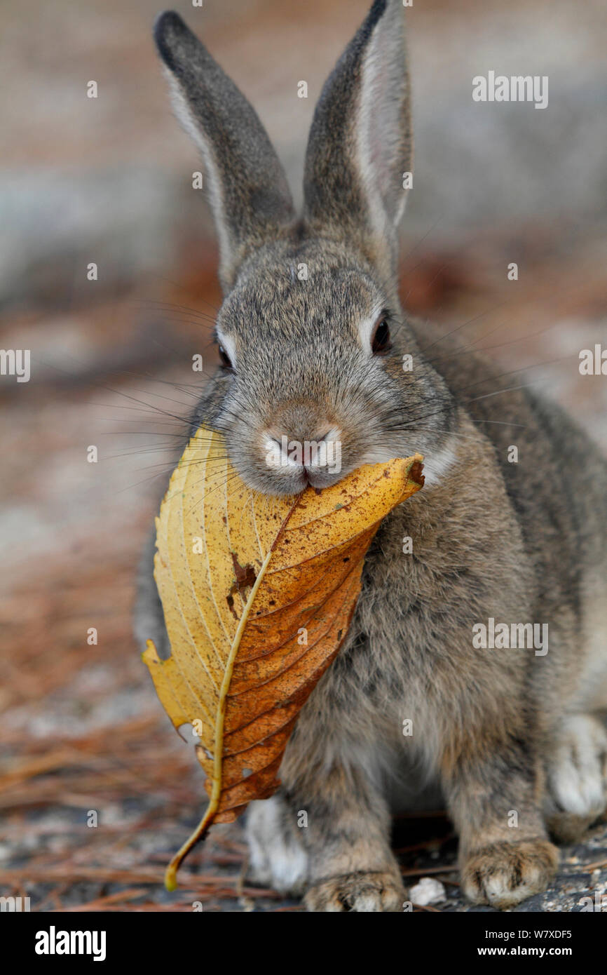 Feral domestic rabbit (Oryctolagus cuniculus) feeding on dead leaves ...