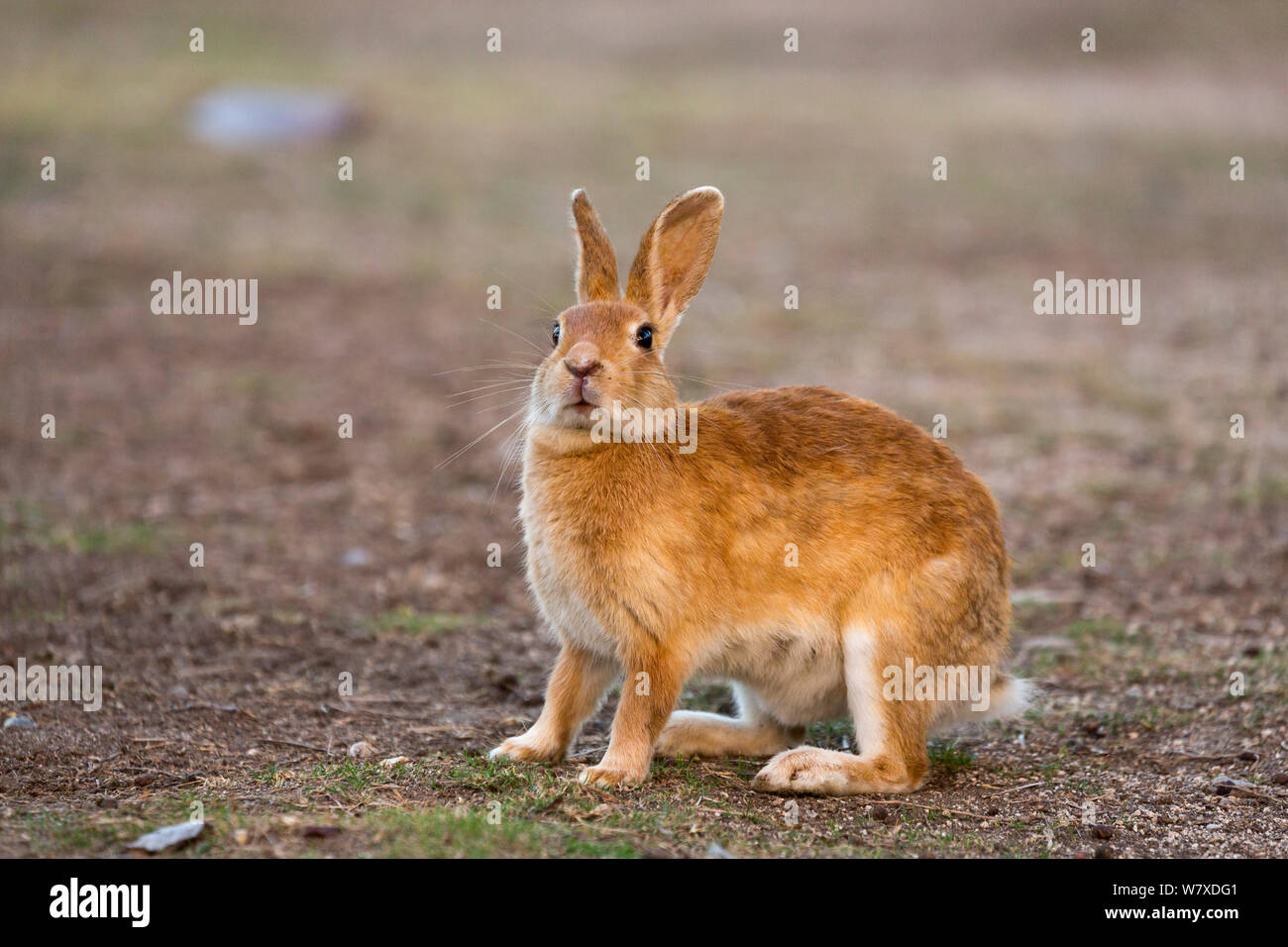 Feral domestic rabbit (Oryctolagus cuniculus) standing up, Okunojima ...