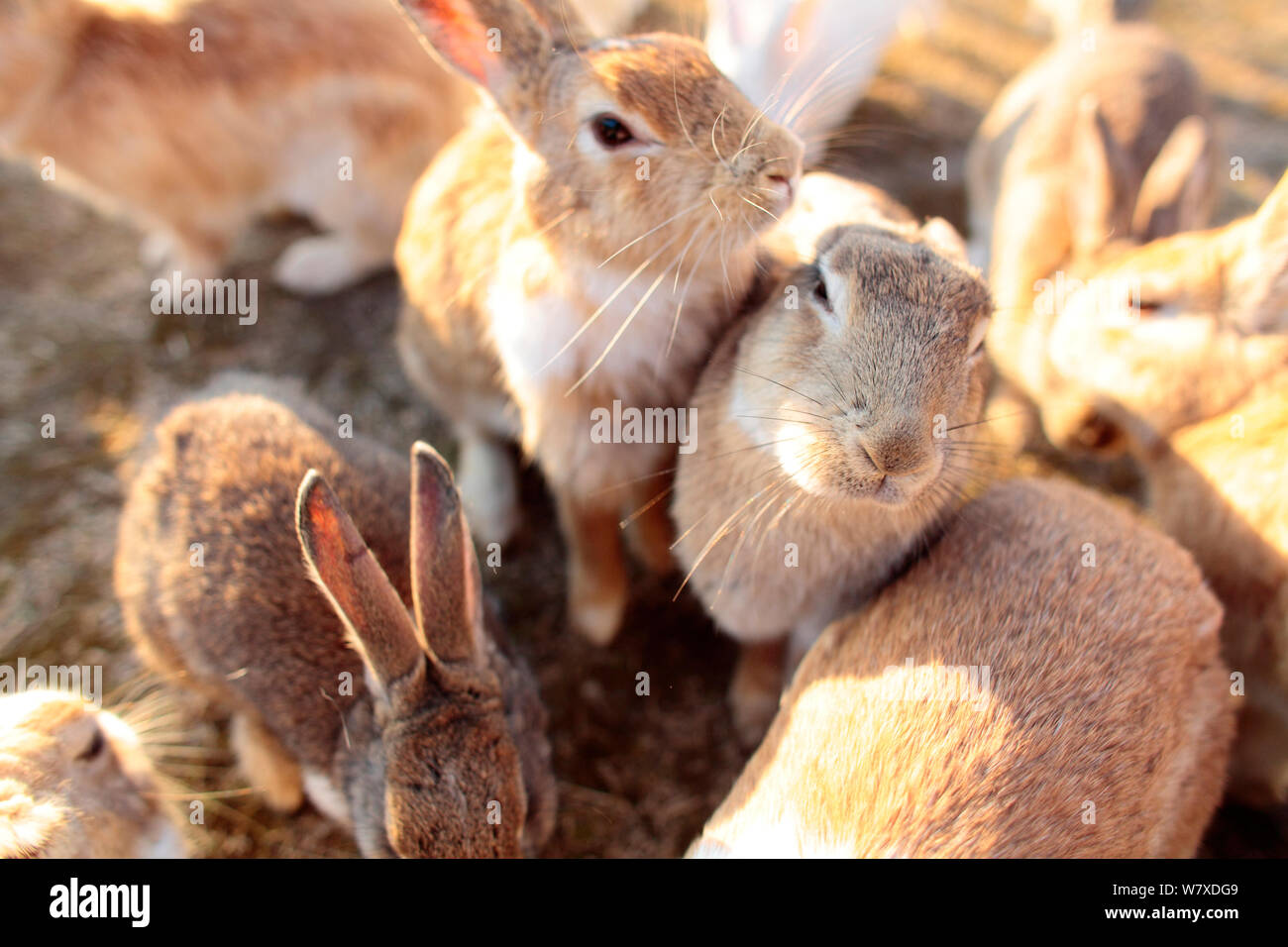 Feral domestic rabbit (Oryctolagus cuniculus) group gathering to be fed ...