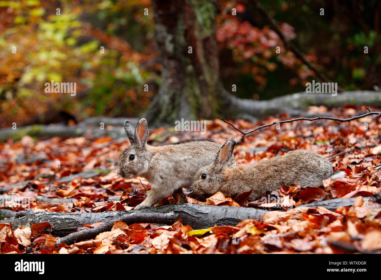 Feral domestic rabbits (Oryctolagus cuniculus) walking among fallen ...