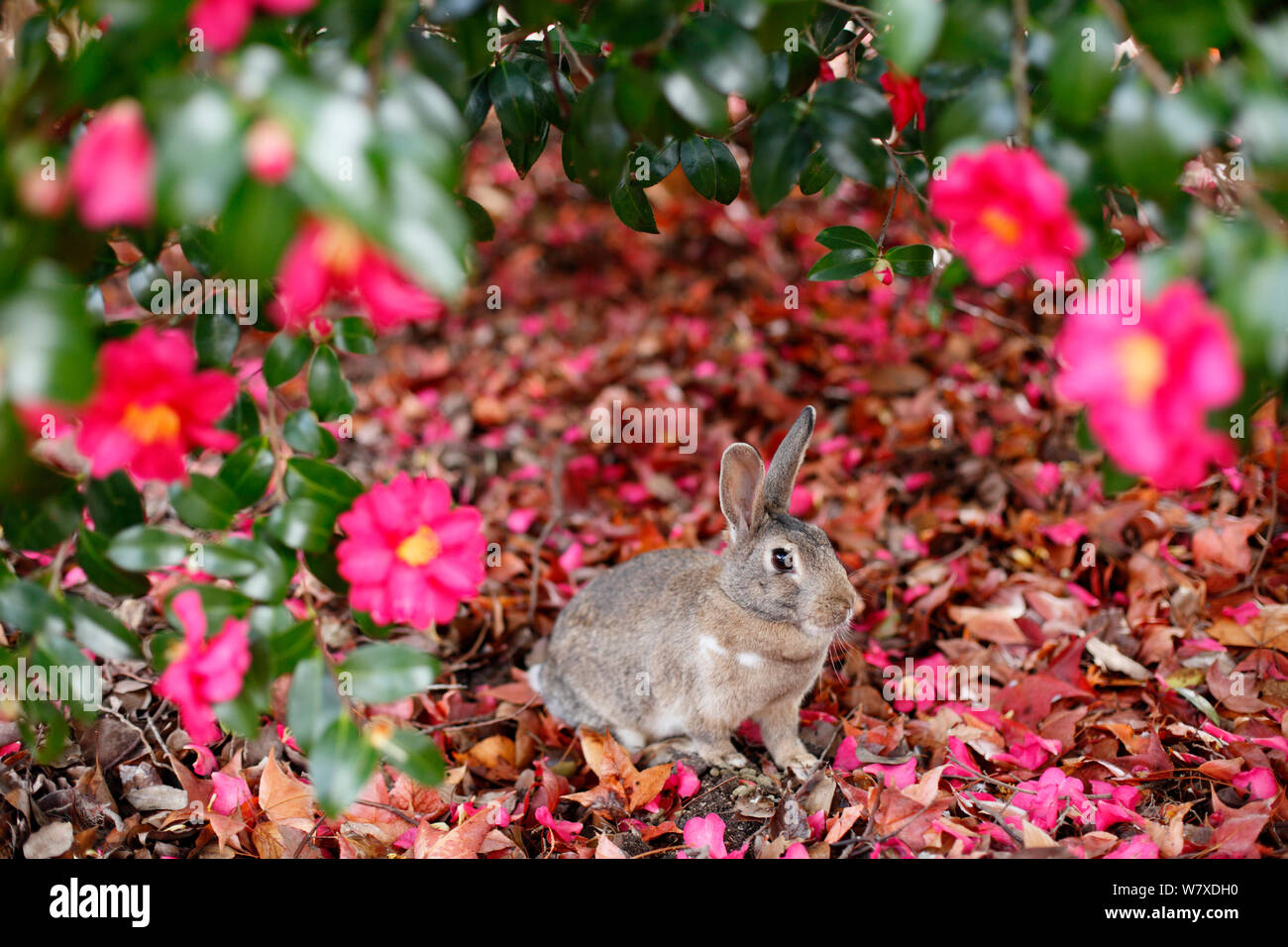 Feral domestic rabbit (Oryctolagus cuniculus) female among Camelia ...