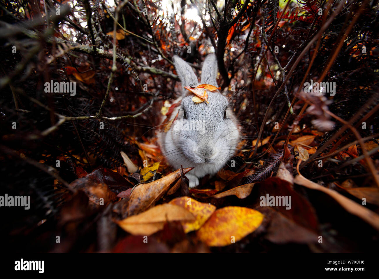 Rabbit Walking High Resolution Stock Photography and Images - Alamy
