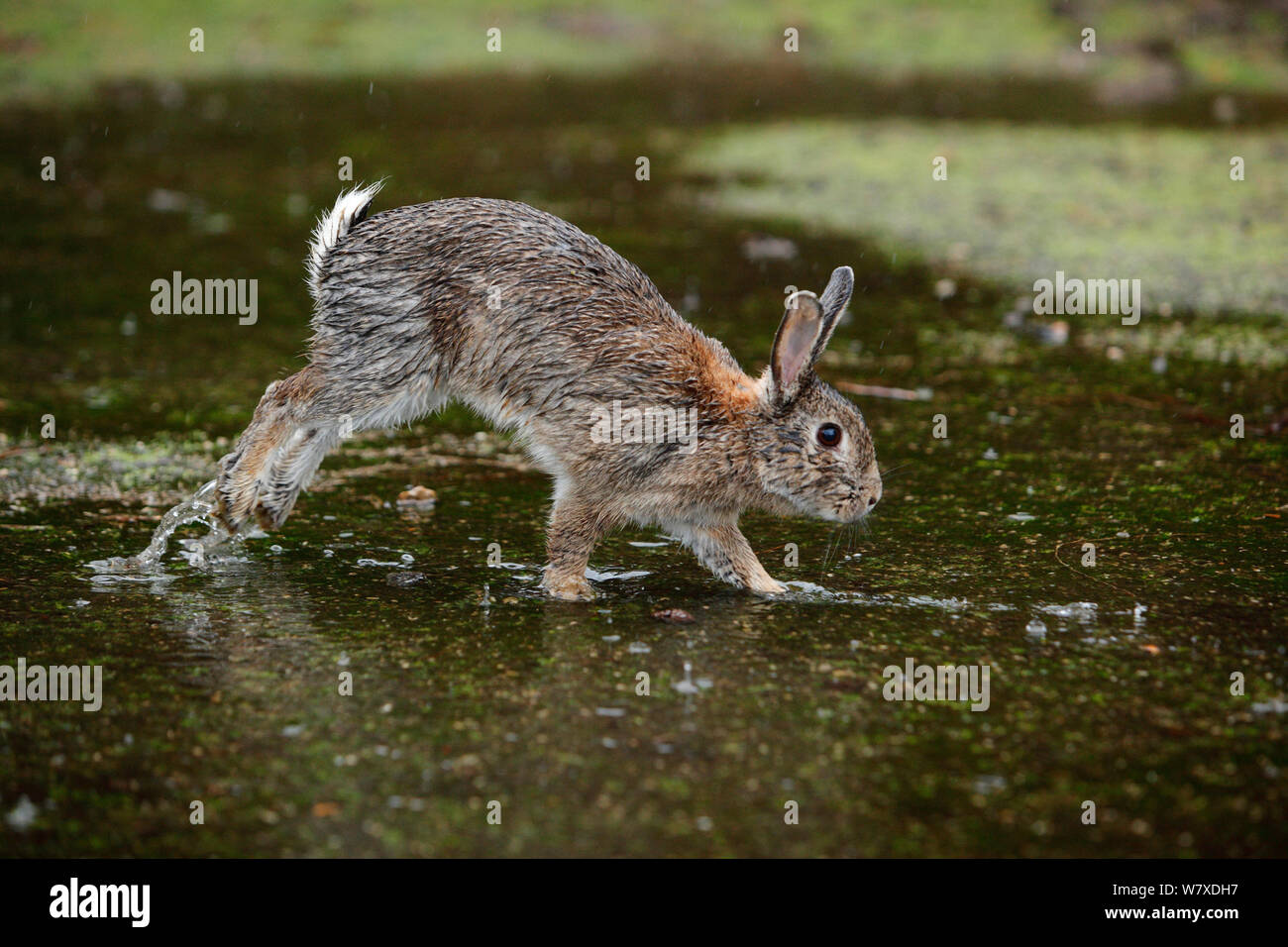 Feral domestic rabbit (Oryctolagus cuniculus) with wet fur running ...
