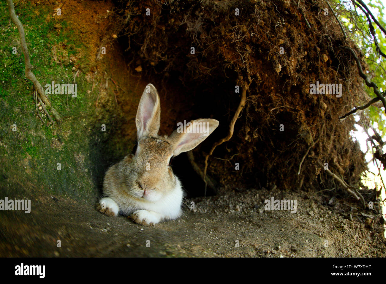 Feral domestic rabbit (Oryctolagus cuniculus) resting by burrow ...