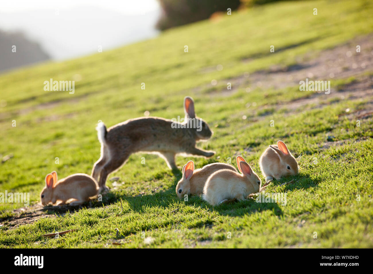 Feral domestic rabbit (Oryctolagus cuniculus) mother with babies eating ...