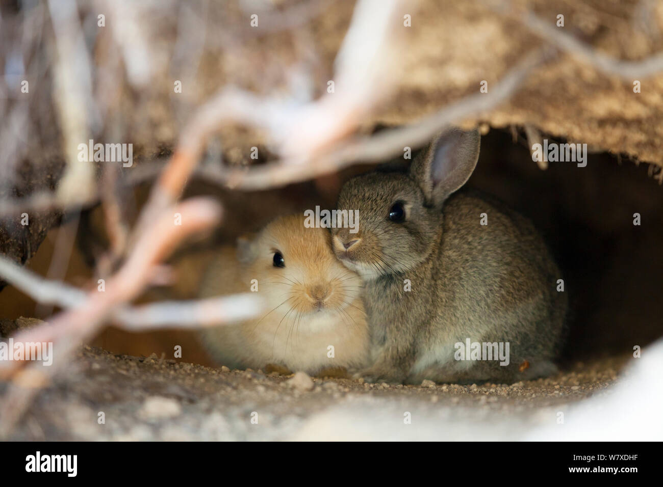Feral domestic rabbit (Oryctolagus cuniculus) babies in burrow ...