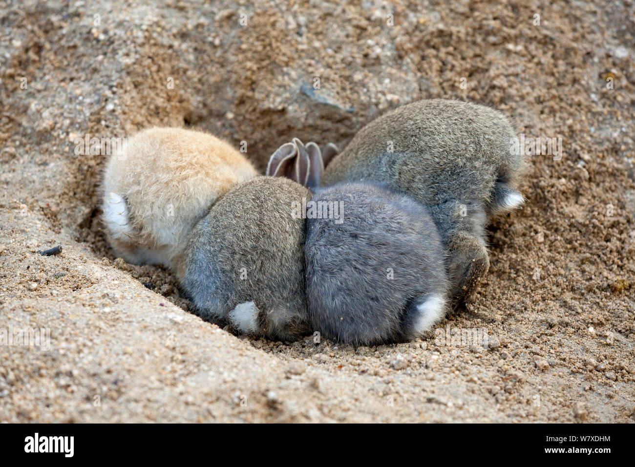 Feral domestic rabbit (Oryctolagus cuniculus) babies, rear view ...