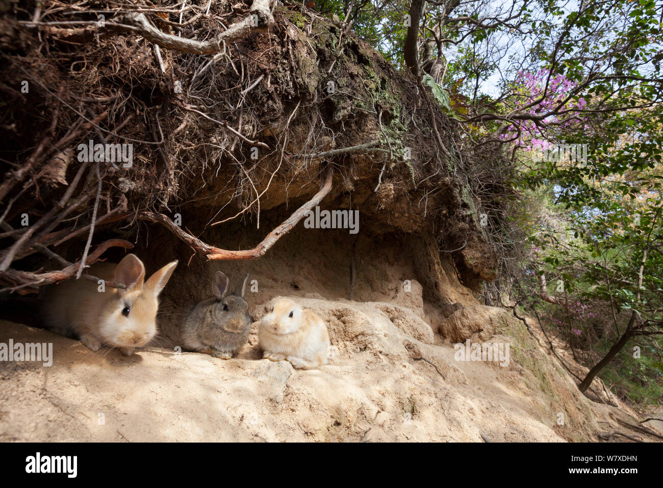 Feral domestic rabbit (Oryctolagus cuniculus) babies outside burrow ...