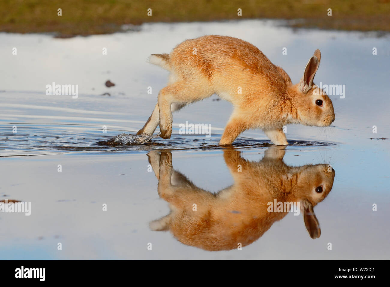 Feral domestic rabbit (Oryctolagus cuniculus) running in puddle and ...