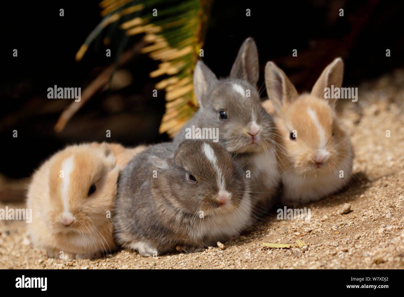 Feral domestic rabbit (Oryctolagus cuniculus) group of four babies ...