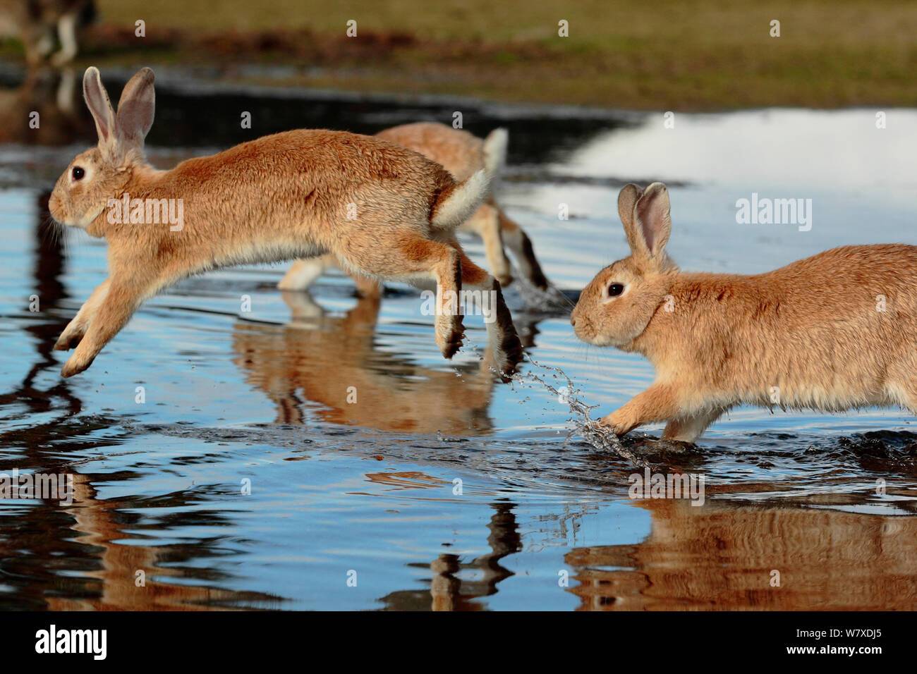 Feral domestic rabbit (Oryctolagus cuniculus) running in puddle ...