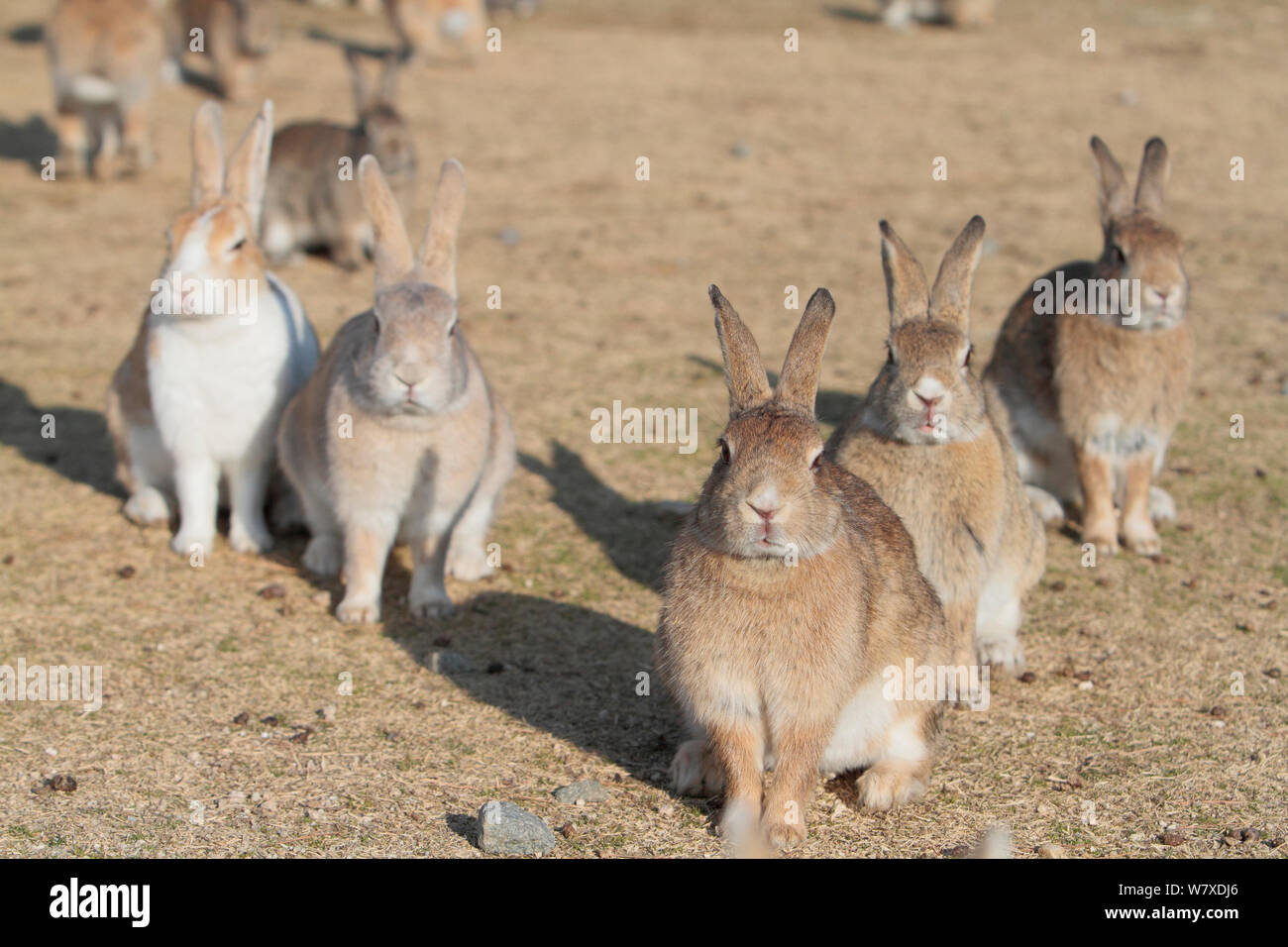 Feral domestic rabbit (Oryctolagus cuniculus) group looking at camera ...