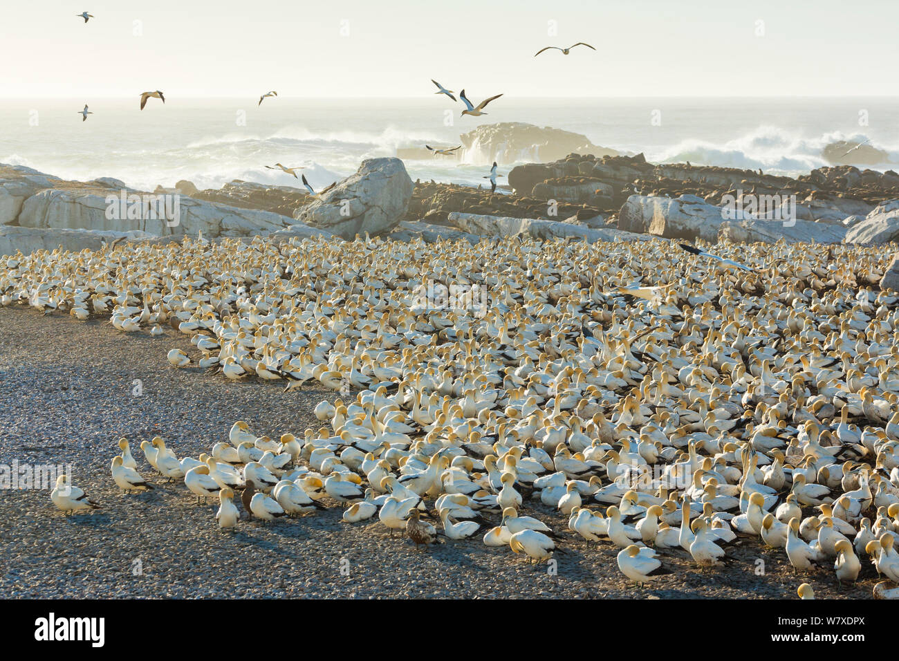 Cape gannet (Morus capensis) colony, Bird Island, Lambert's Bay ...