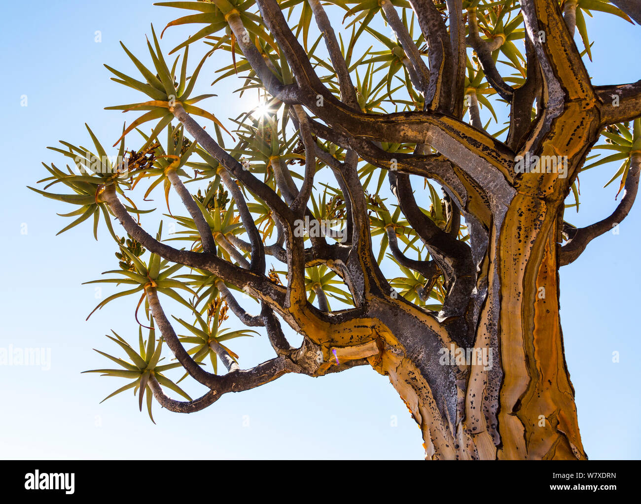 Quiver tree hi-res stock photography and images - Alamy