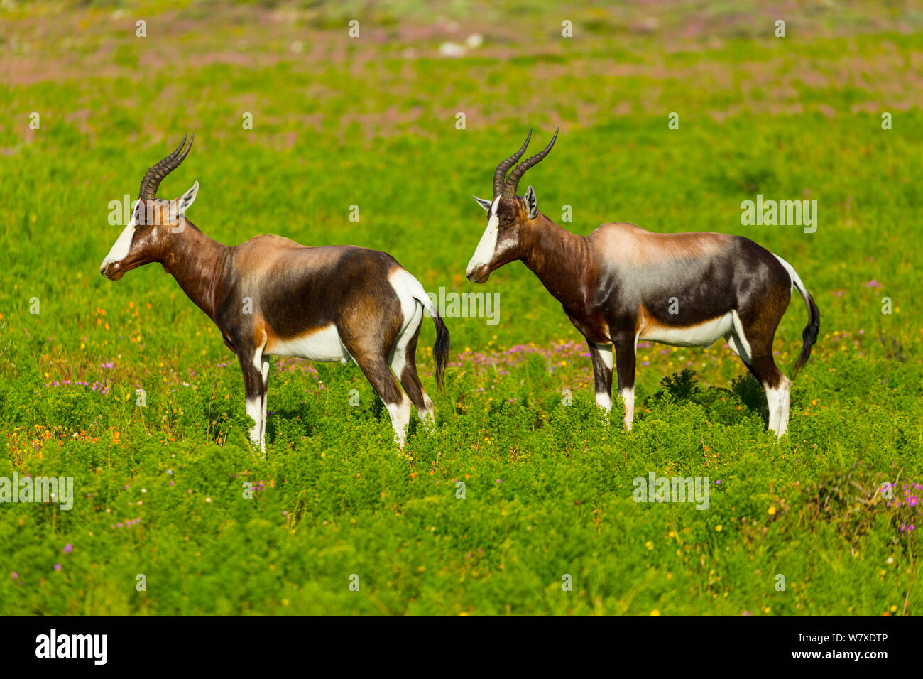 Bonteboks hi-res stock photography and images - Alamy